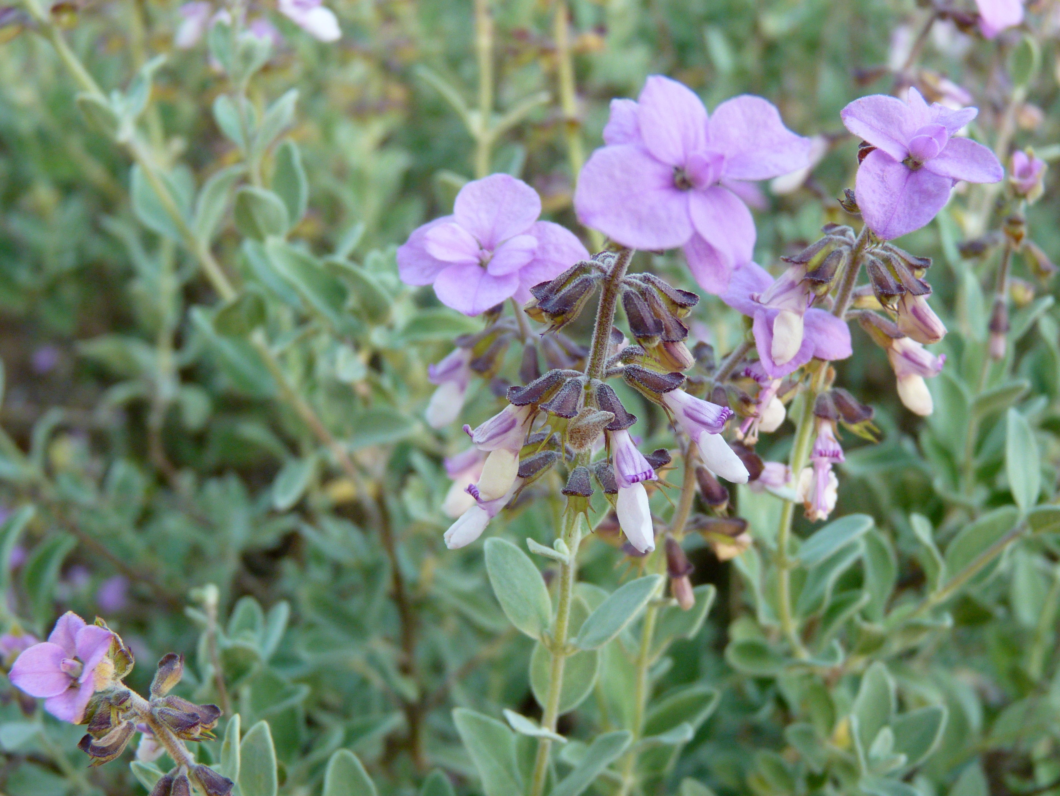 Flora of Raptor's View | Hoedspruit Field Guide